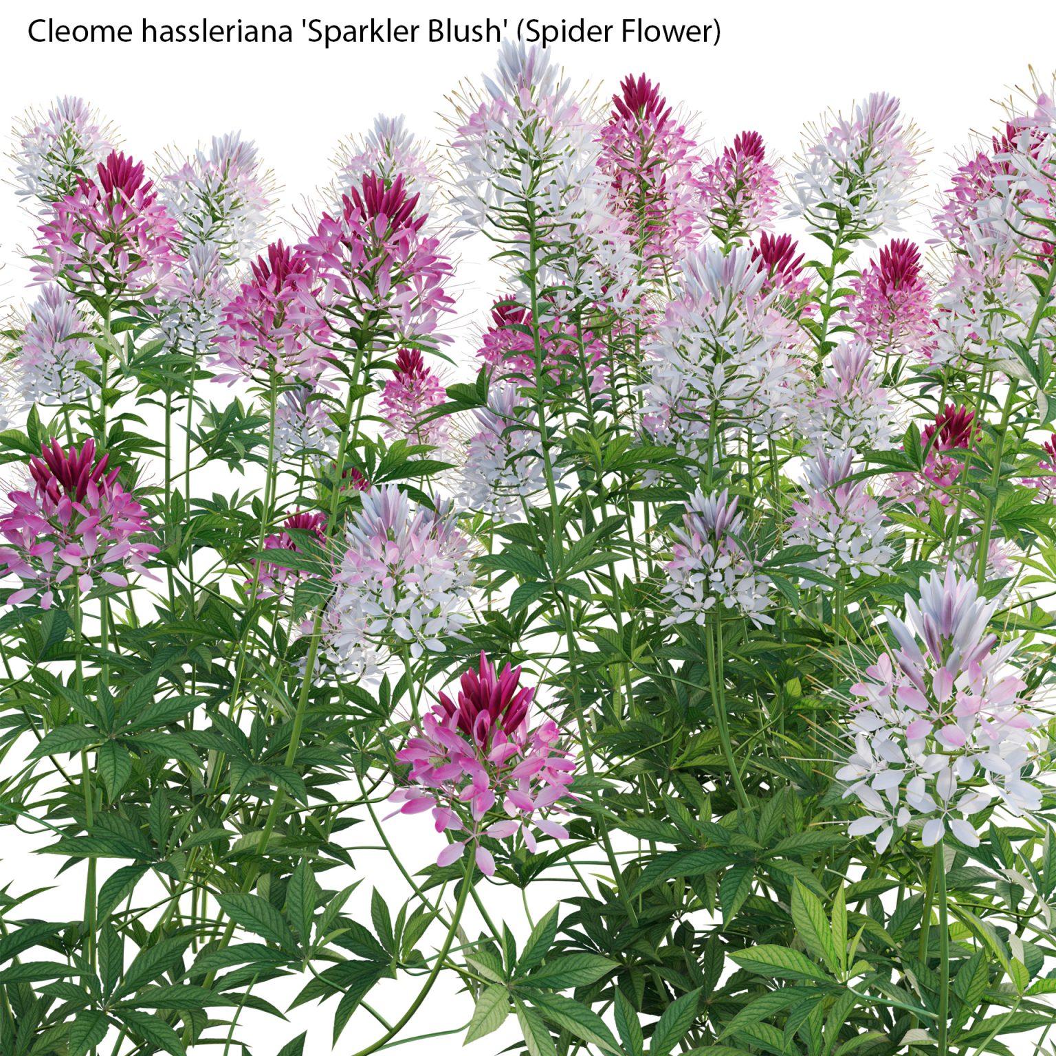 Cleome hassleriana Sparkler Blush - Spider Flower (3D Model) - 3DTree