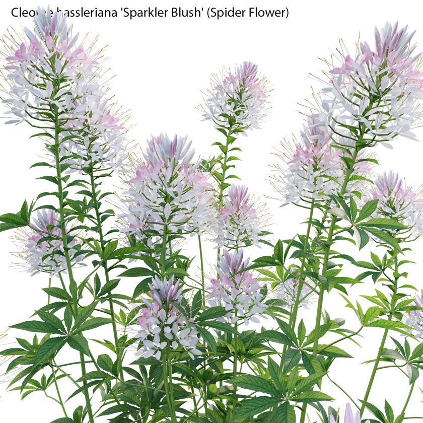Cleome hassleriana Sparkler Blush - Spider Flower (3D Model) - 3DTree