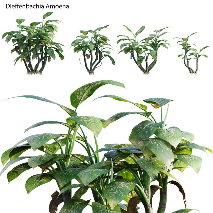 Dieffenbachia Amoena (3D Model) - 3DTree