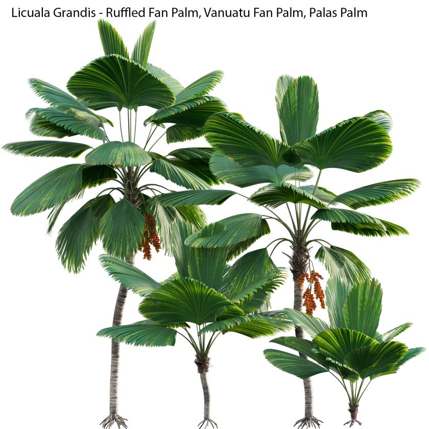 Licuala Grandis - Ruffled Fan Palm (3D Model) 3DTree
