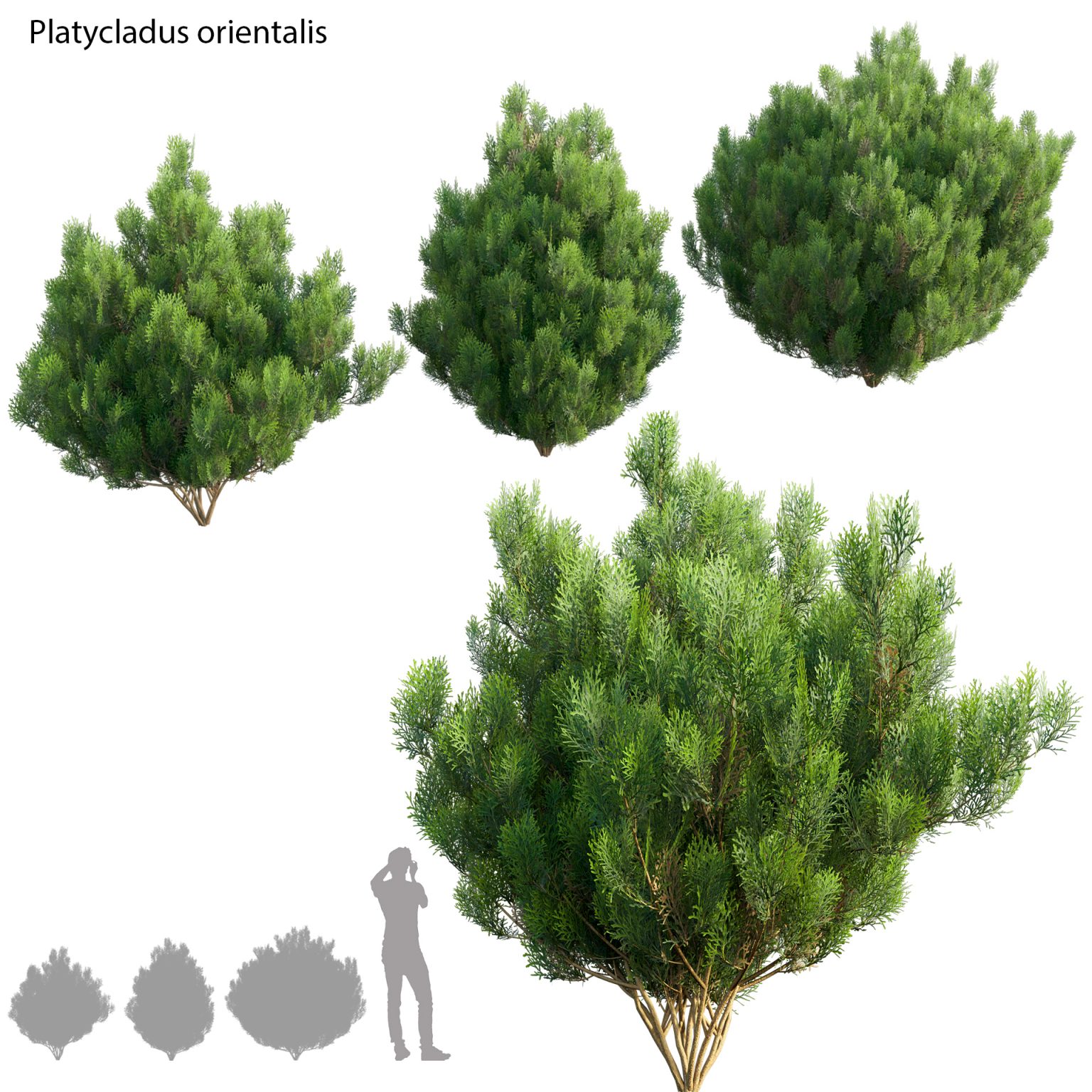 Platycladus orientalis – Biota orientalis 02 (3d model) - 3DTree