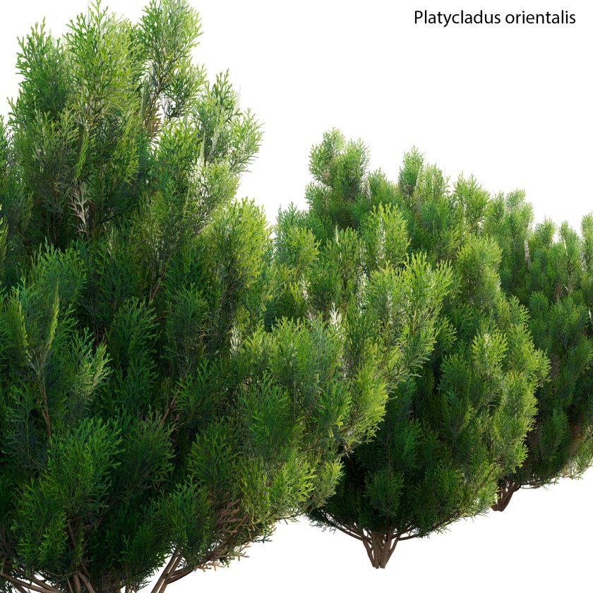 Platycladus orientalis – Biota orientalis 02 (3d model) - 3DTree