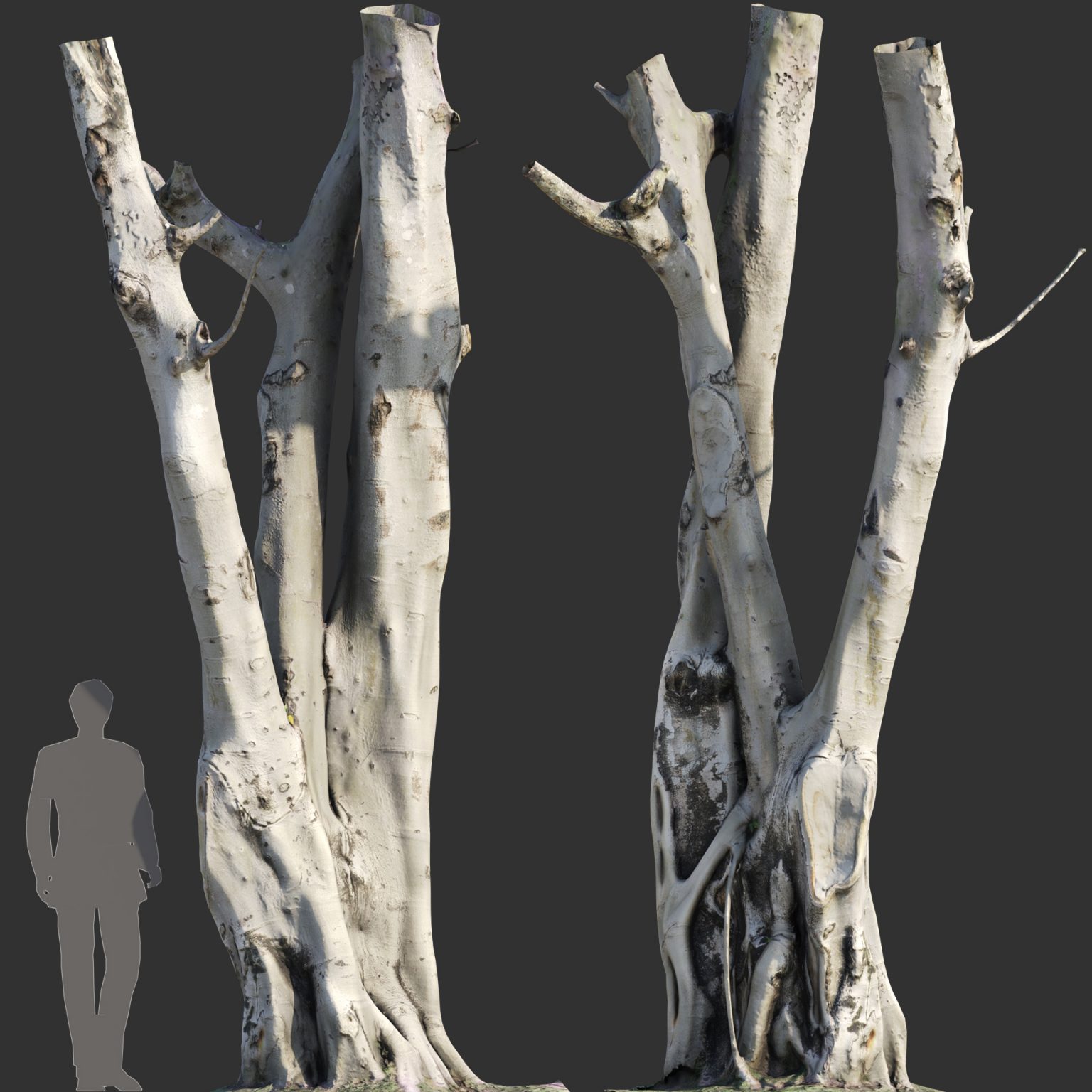 Ficus religiosa Tree Trunk (3D Model) - 3DTree Scan