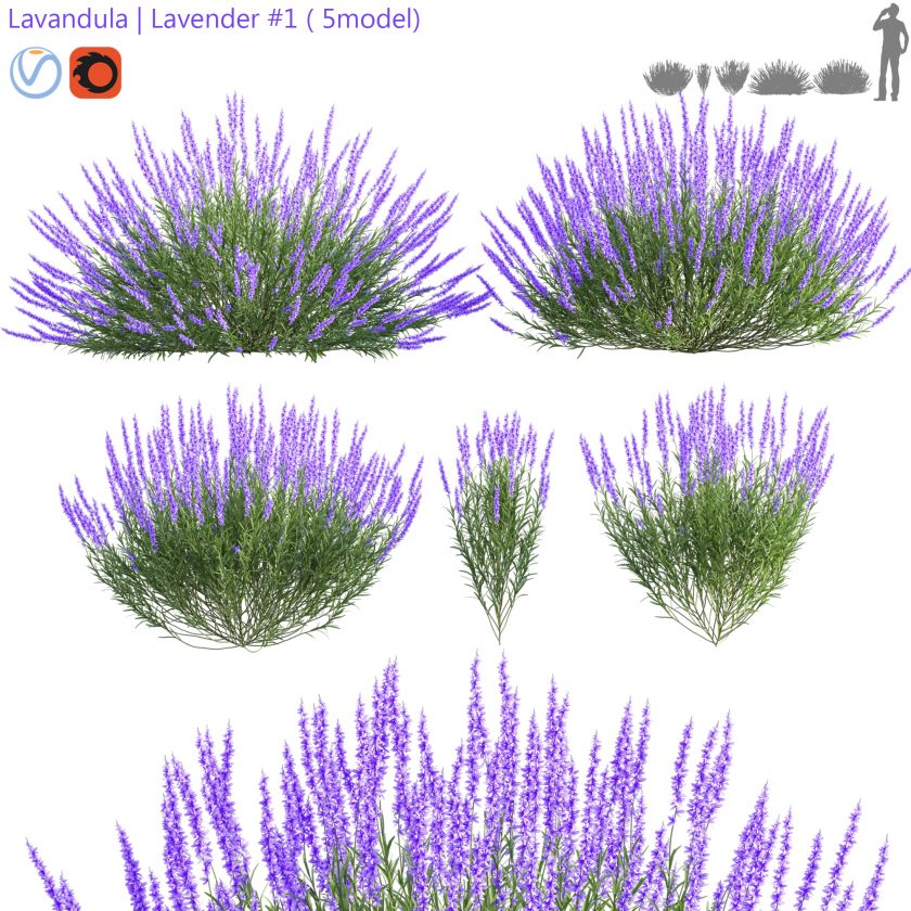 Lavandula - Lavender - Flower (3D Model) - 3DTree