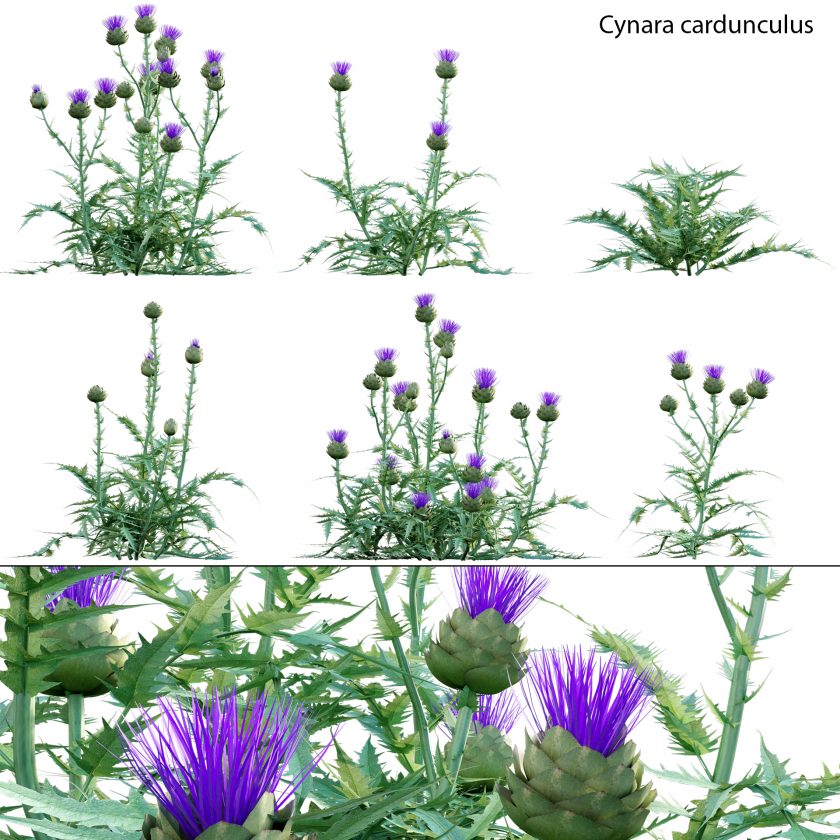 Cynara cardunculus - Artichoke - Cardoon - 3DTree