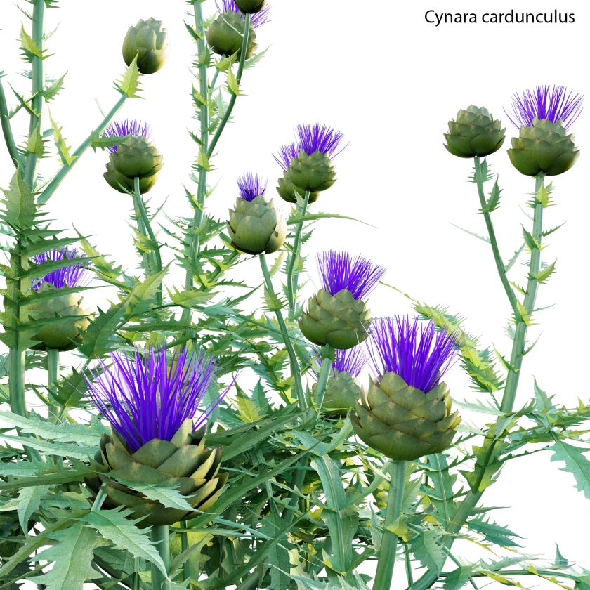 Cynara cardunculus - Artichoke - Cardoon - 3DTree