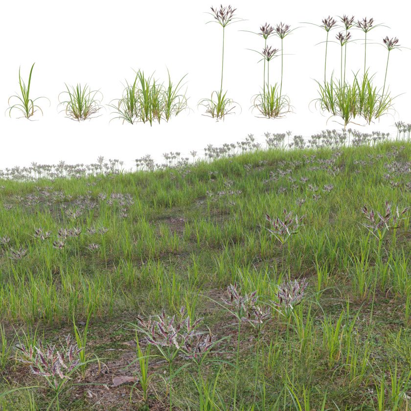 Cyperus rotundus - Purple nutsedge (3D Model) - 3DTree
