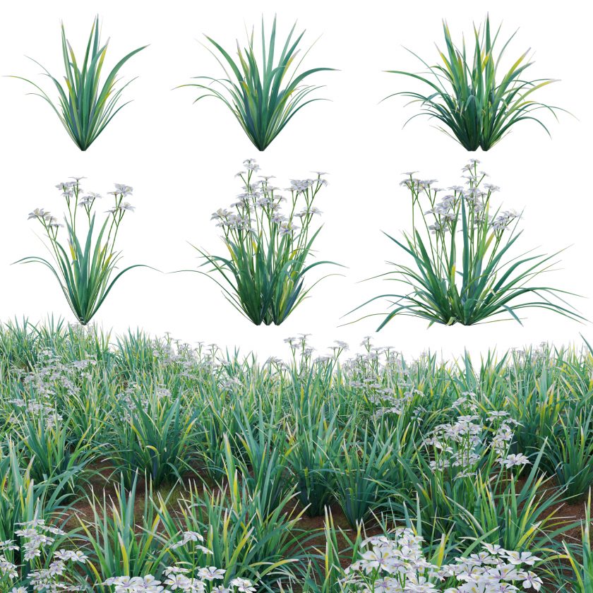Dietes grandiflora - Fairy Iris (3D Model) - 3DTree