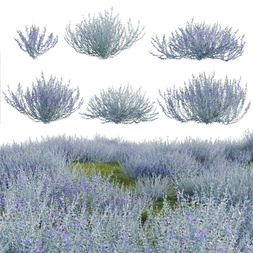 Teucrium fruticans - Bush Germander (3D Model) - 3DTree