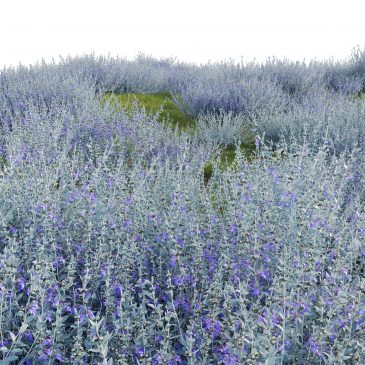Teucrium fruticans - Bush Germander (3D Model) - 3DTree