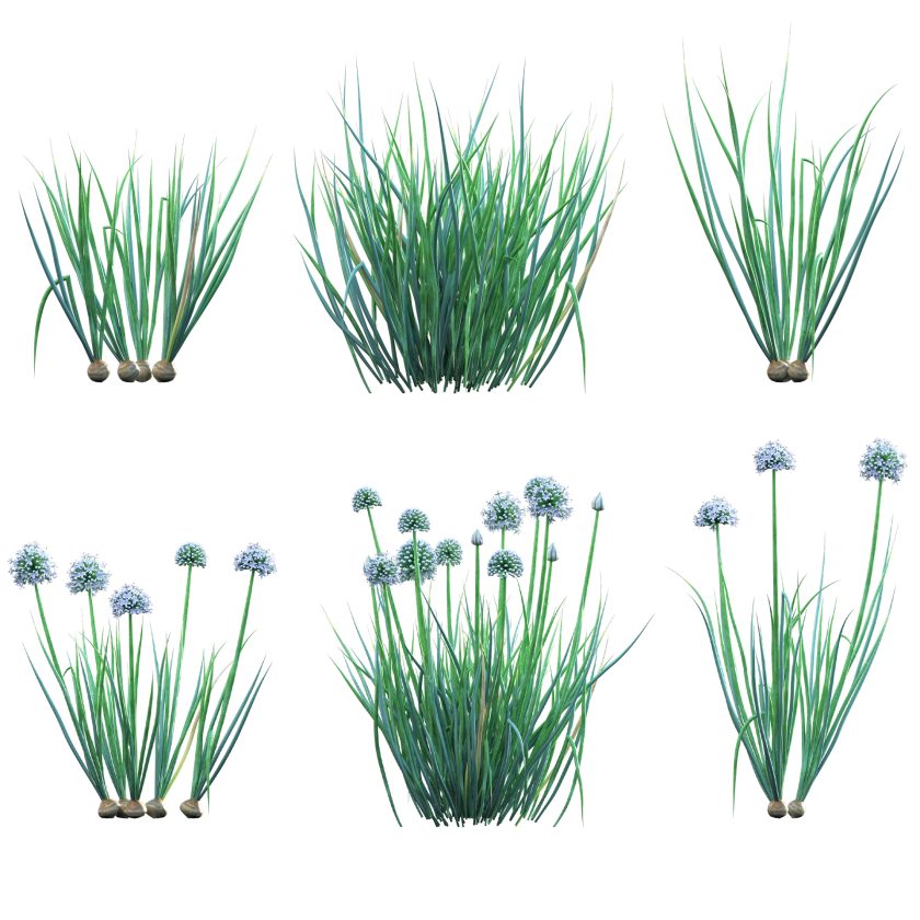 Allium cepa - Common Onion ( 3D Model) - 3DTree