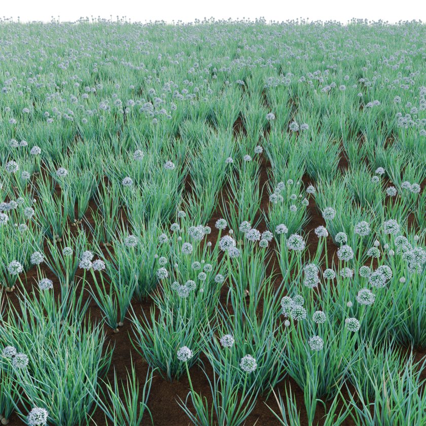 Allium cepa - Common Onion ( 3D Model) - 3DTree