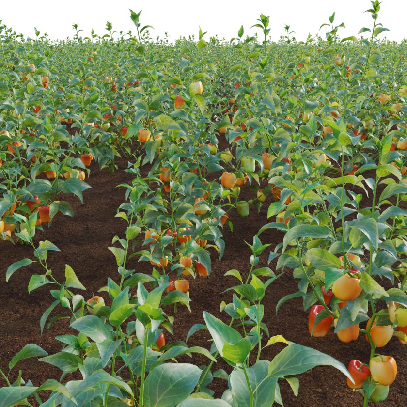 Capsicum annuum - Bell pepper - 3DTree