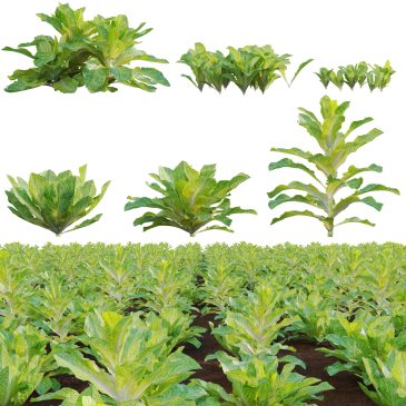 Lactuca sativa - Lettuce (3D Model) - 3DTree