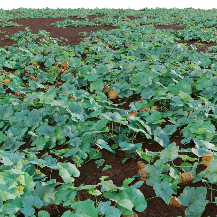 Cucurbita moschata - Butternut Squash (3D Model) - 3DTree