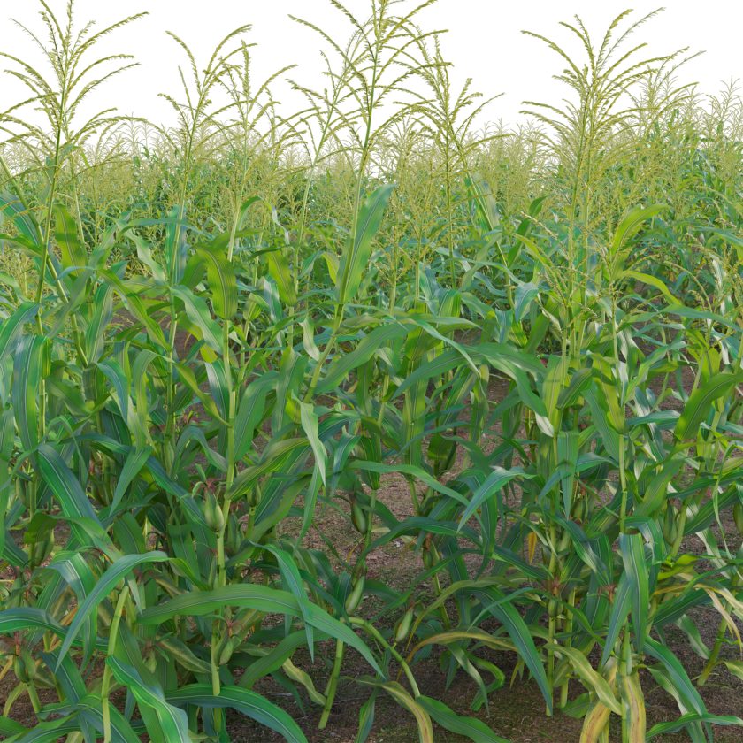 Maize - Zea mays (3D Model) - 3DTree
