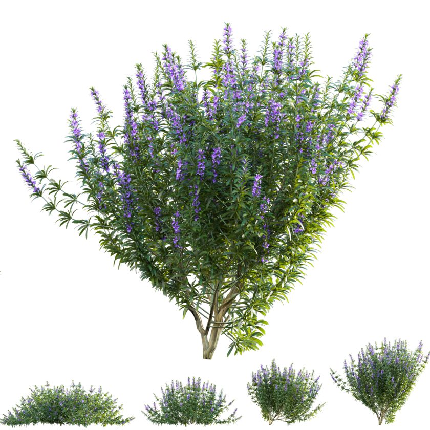 Rosmarinus officinalis - Rosemary (3D Model) - 3DTree
