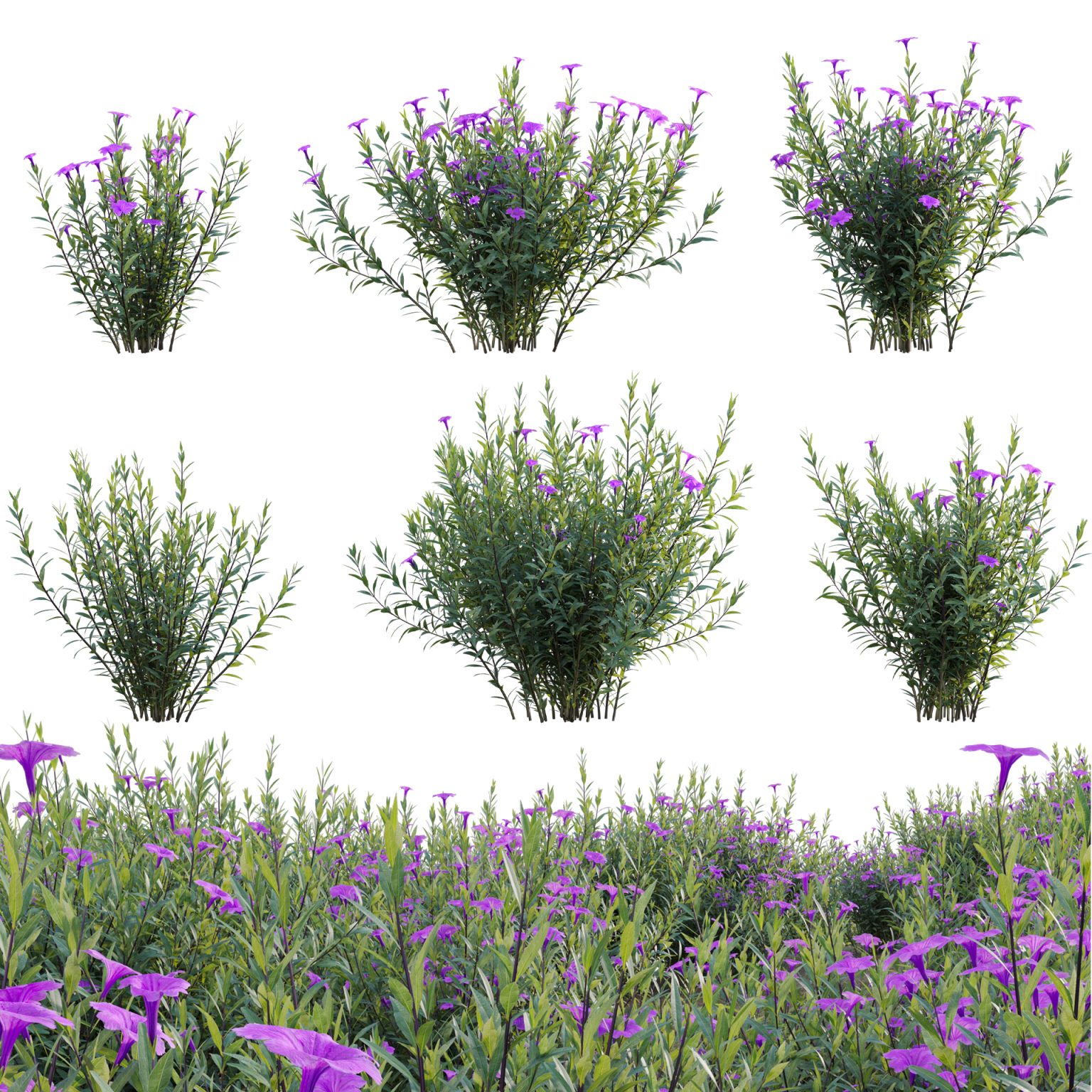 Ruellia brittoniana - Mexican Petunia (3D Model) - 3DTree