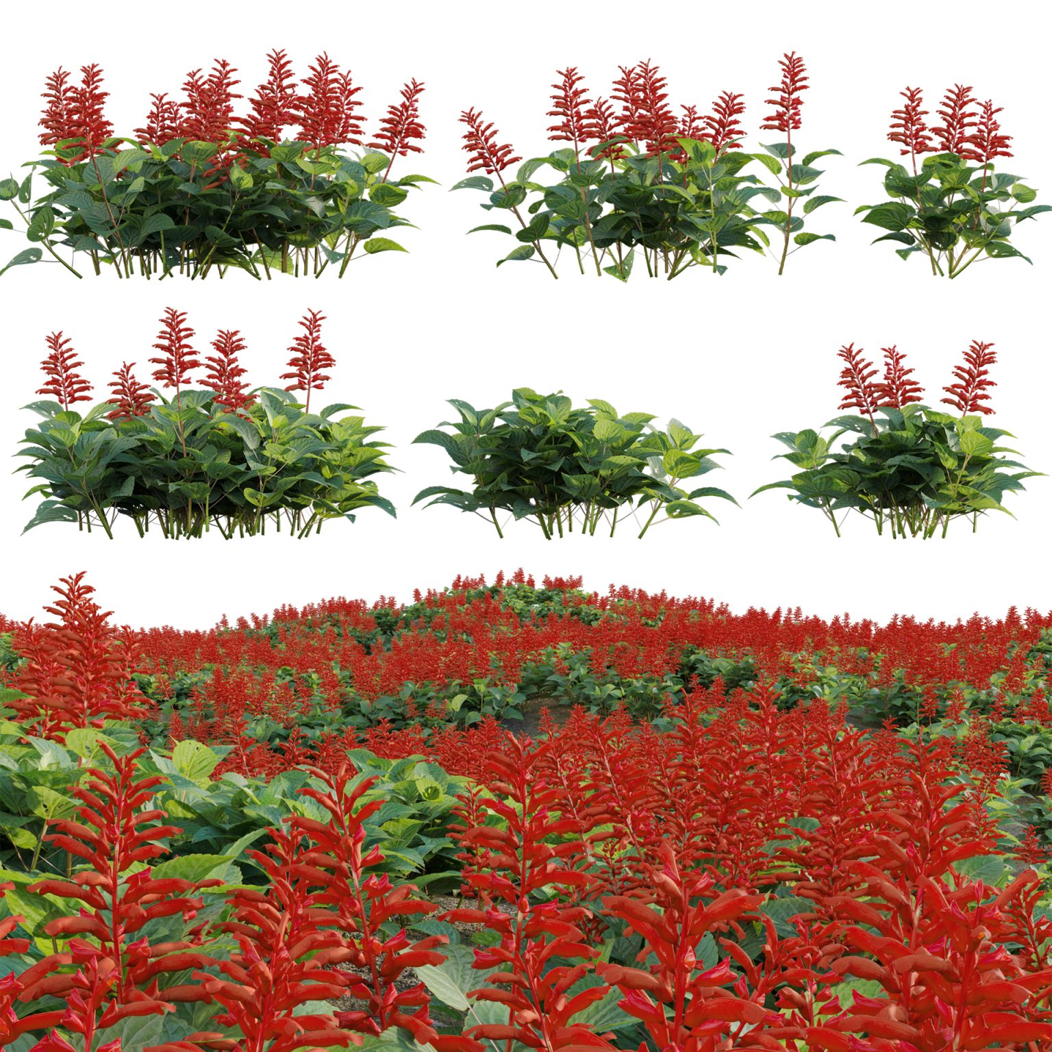 Salvia splendens - Scarlet Sage (3D Model) - 3DTree