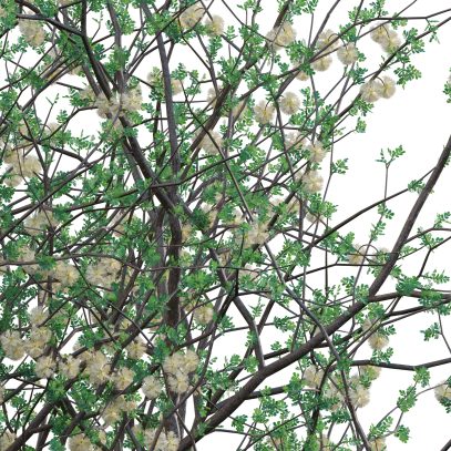 Senegalia mellifera - Acacia mellifera (3D Model) - 3DTree