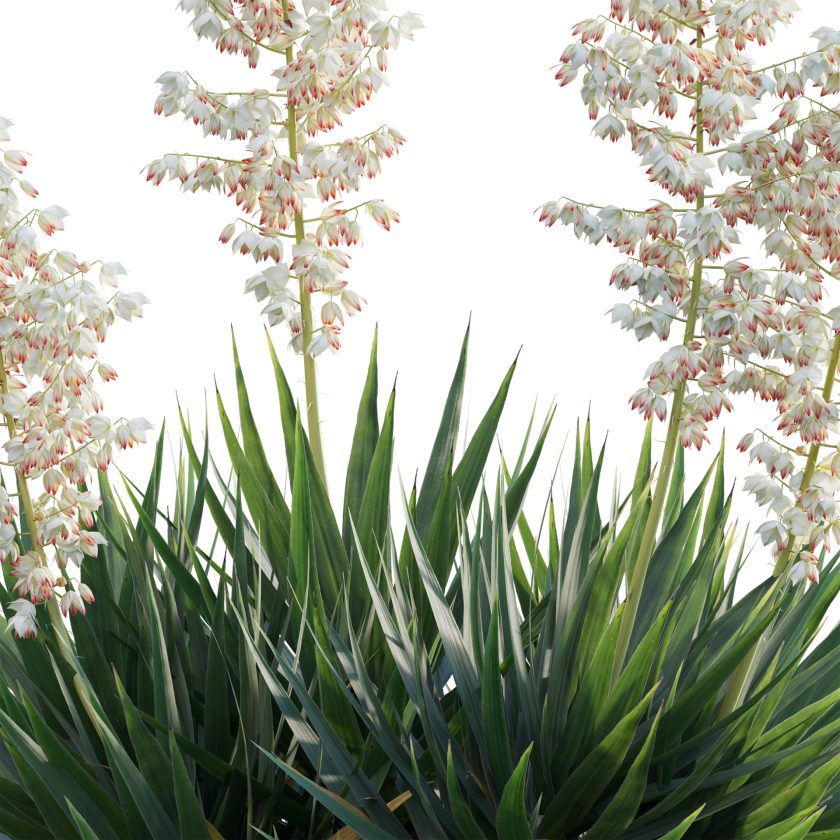 Yucca aloifolia - Spanish bayonet - Aloe yucca (3D Model) - 3DTree