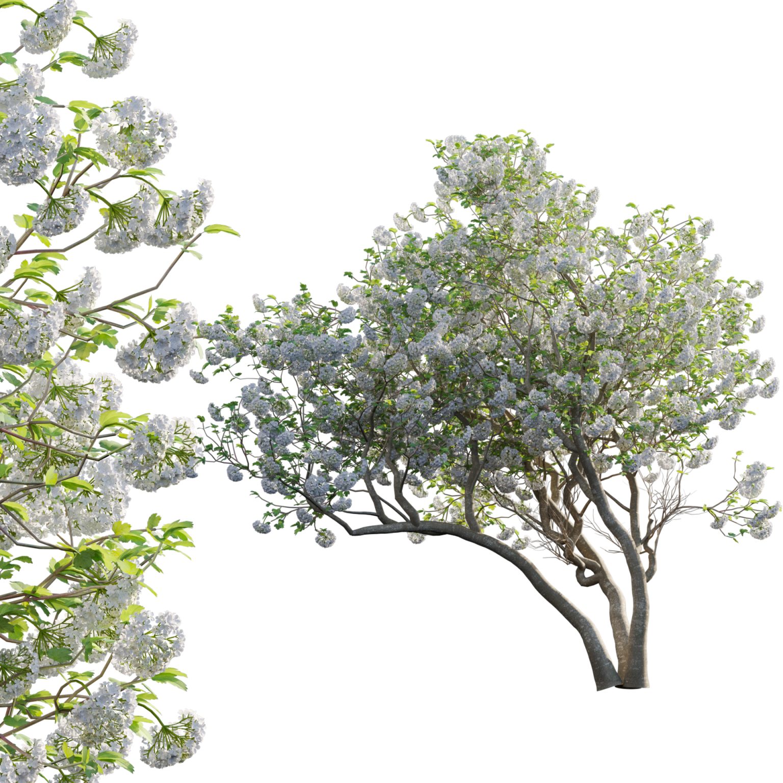 Viburnum opulus Roseum - European Cranberrybush 04 (3D Model) - 3DTree