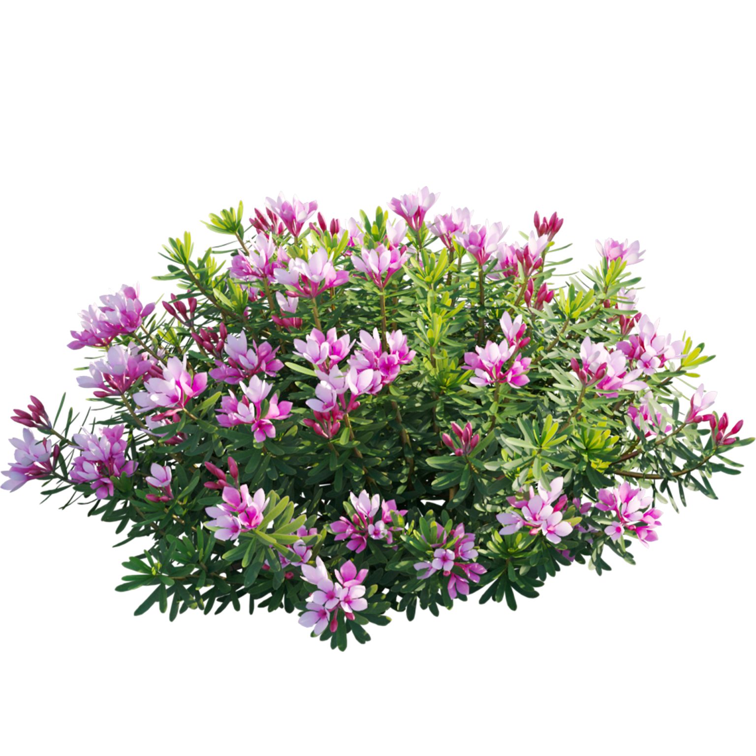 Daphne arbuscula - Shrubby daphne 01 (3D Model) - 3DTree