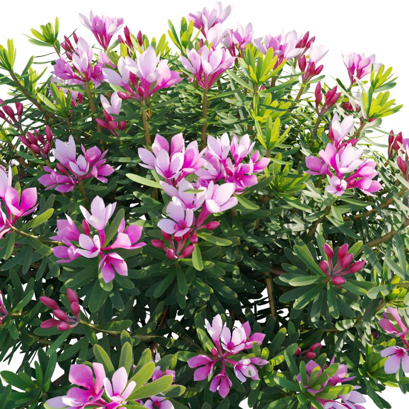 Daphne arbuscula - Shrubby daphne 01 (3D Model) - 3DTree
