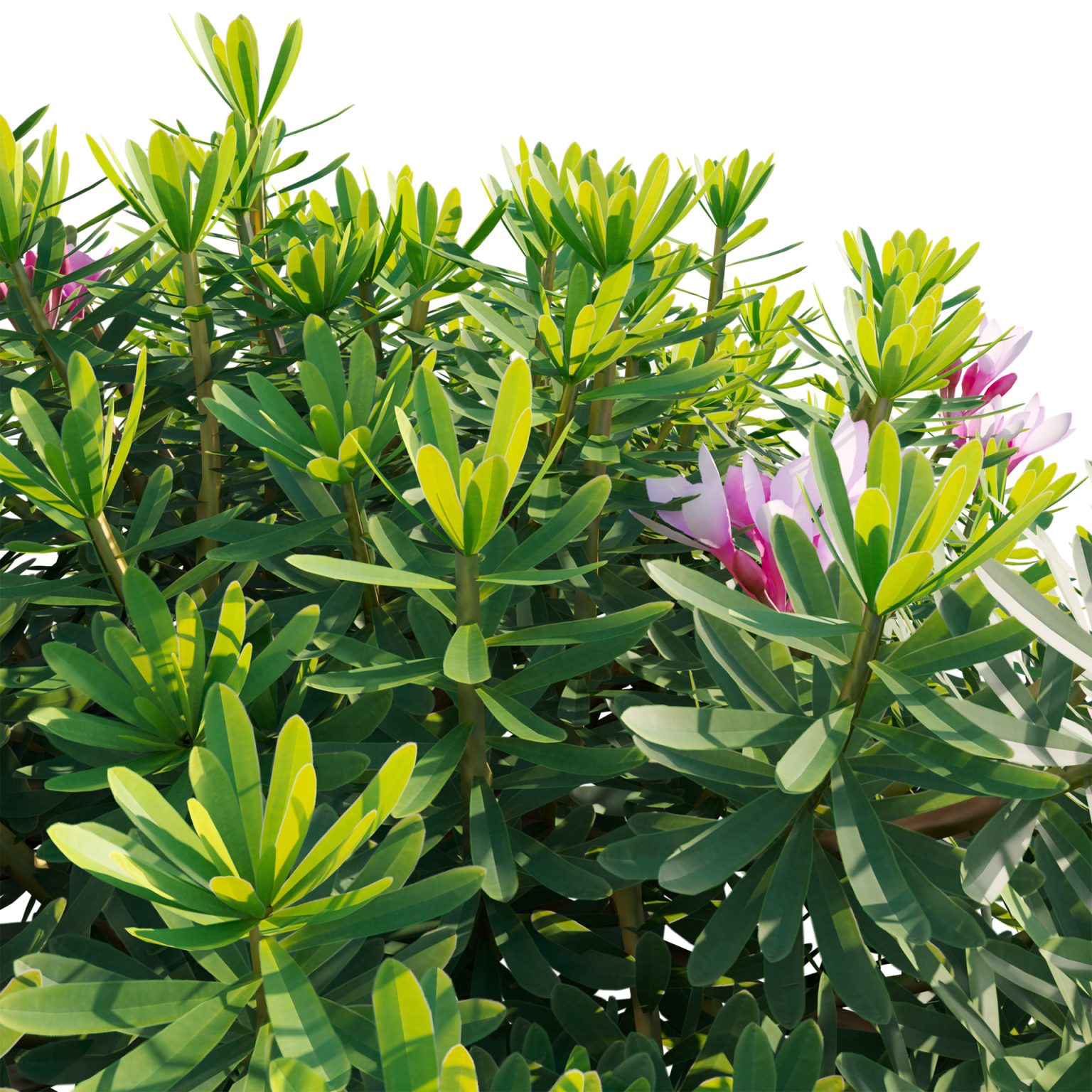 Daphne arbuscula - Shrubby daphne 01 (3D Model) - 3DTree