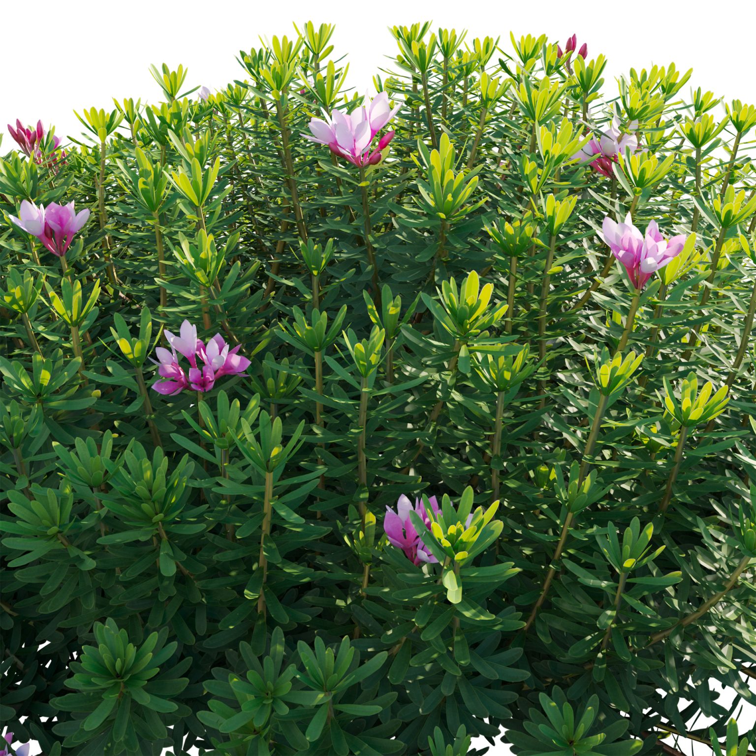 Daphne arbuscula - Shrubby daphne 02 (3D Model) - 3DTree