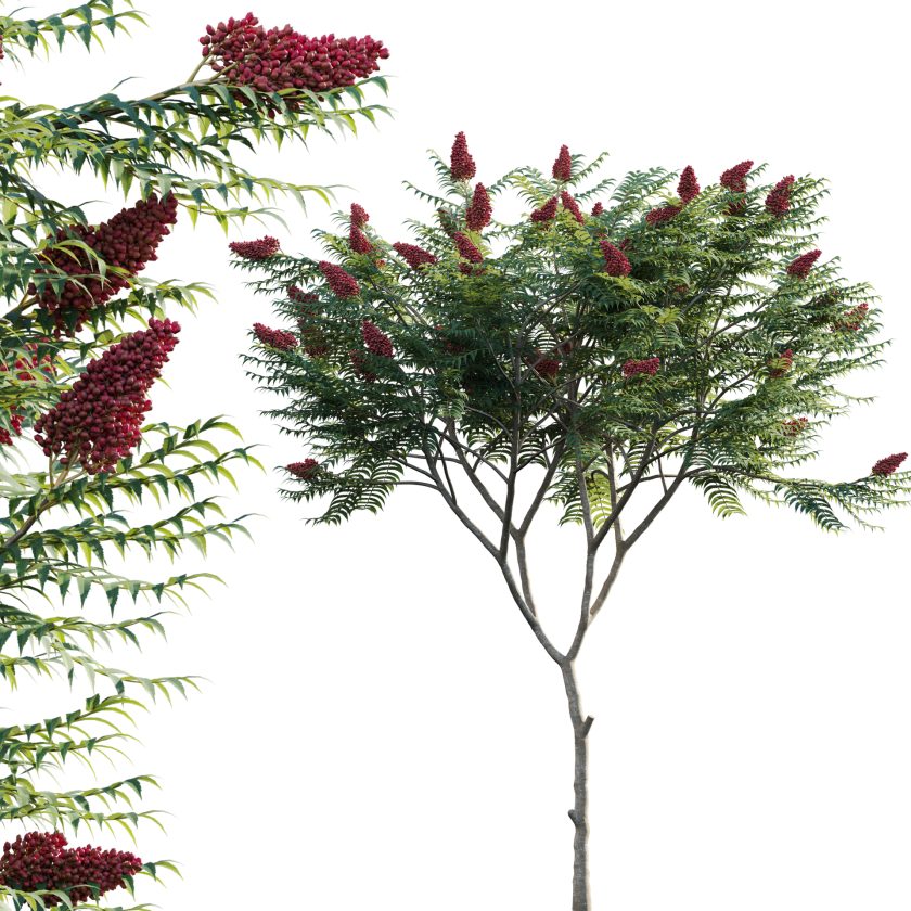 Rhus typhina - Staghorn Sumac 01 (3D Model) - 3DTree