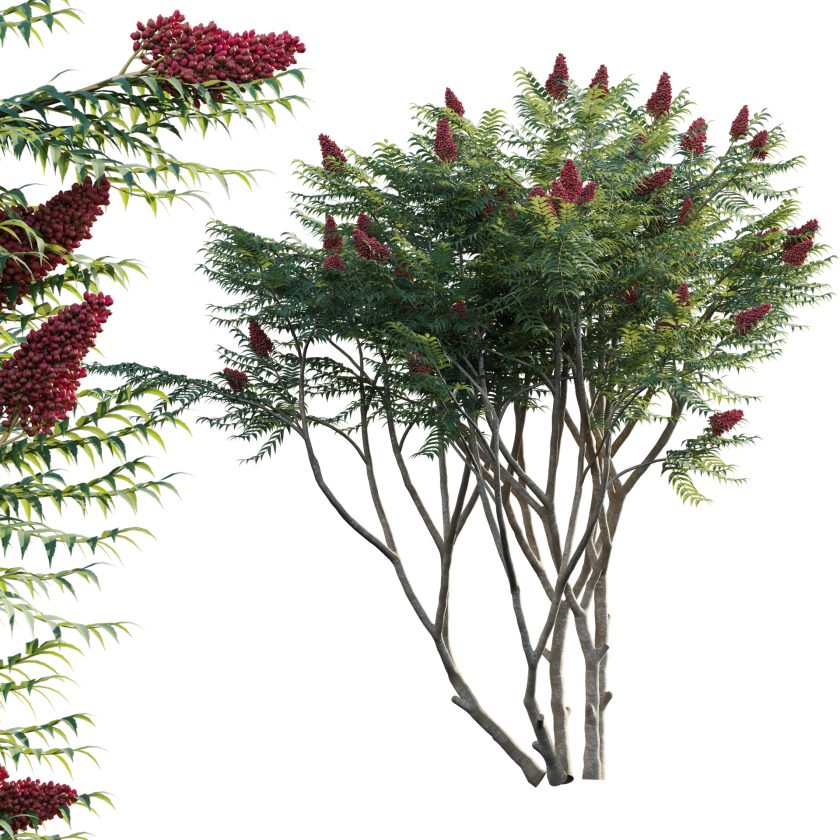 Rhus typhina - Staghorn Sumac 02 (3D Model) - 3DTree