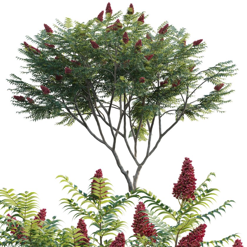 Rhus typhina - Staghorn Sumac 03 (3D Model) - 3DTree