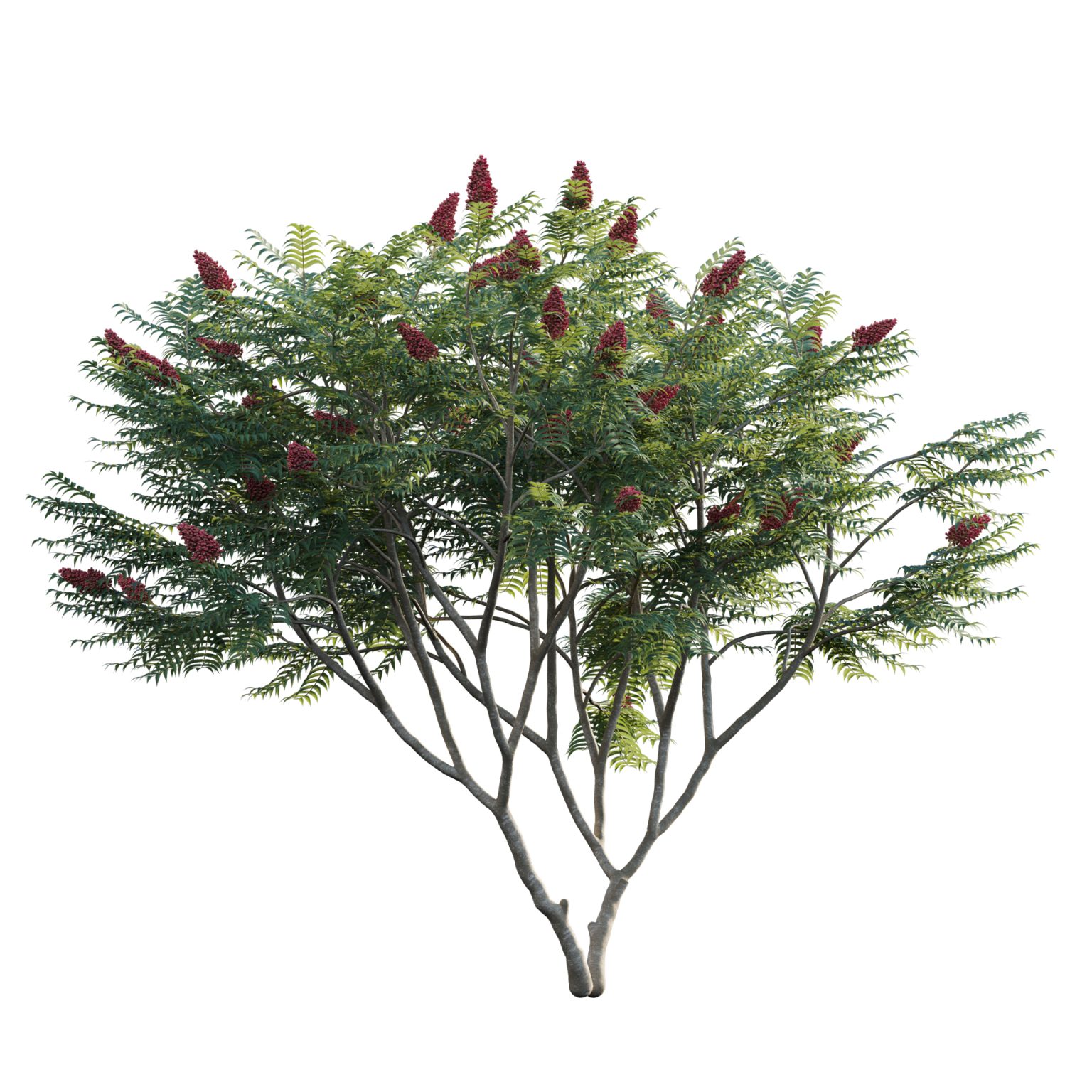 Rhus typhina - Staghorn Sumac 03 (3D Model) - 3DTree