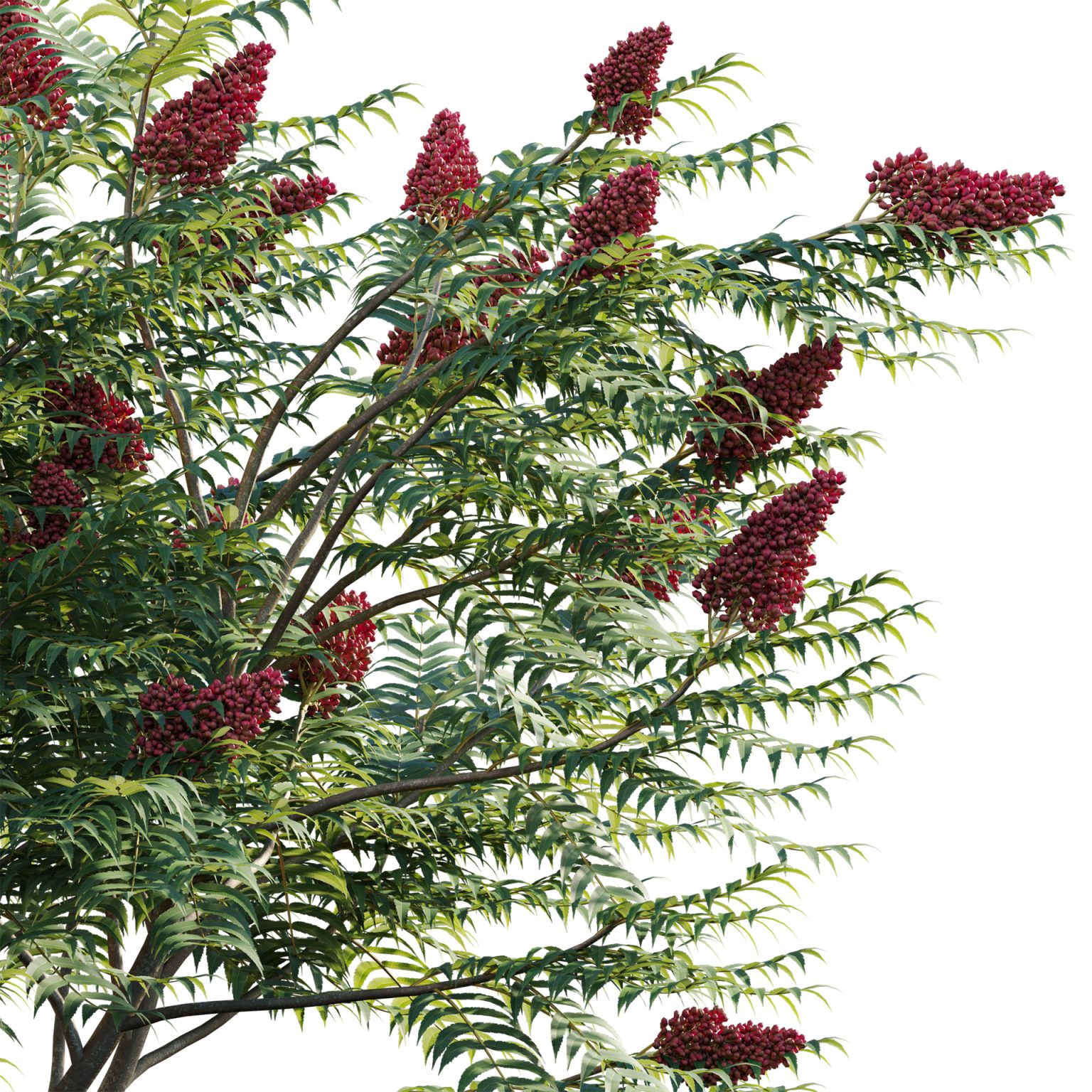 Rhus typhina - Staghorn Sumac 03 (3D Model) - 3DTree