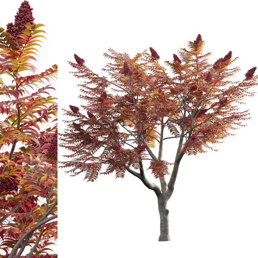 Rhus typhina - Staghorn Sumac 04 (3D Model) - 3DTree