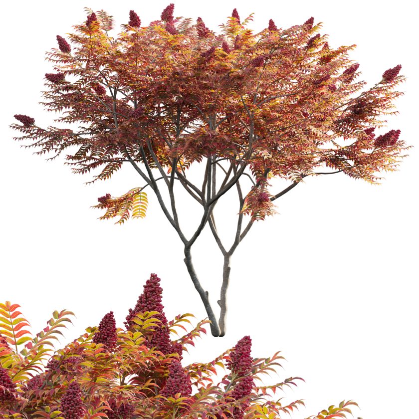Rhus typhina - Staghorn Sumac 05 (3D Model) - 3DTree