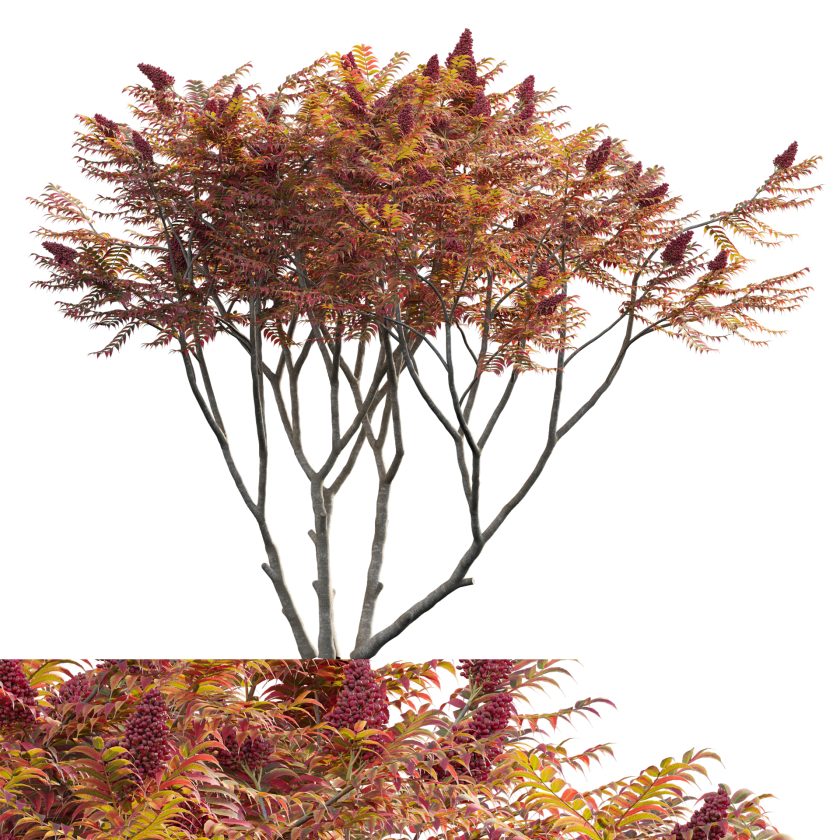 Rhus typhina - Staghorn Sumac 06 (3D Model) - 3DTree