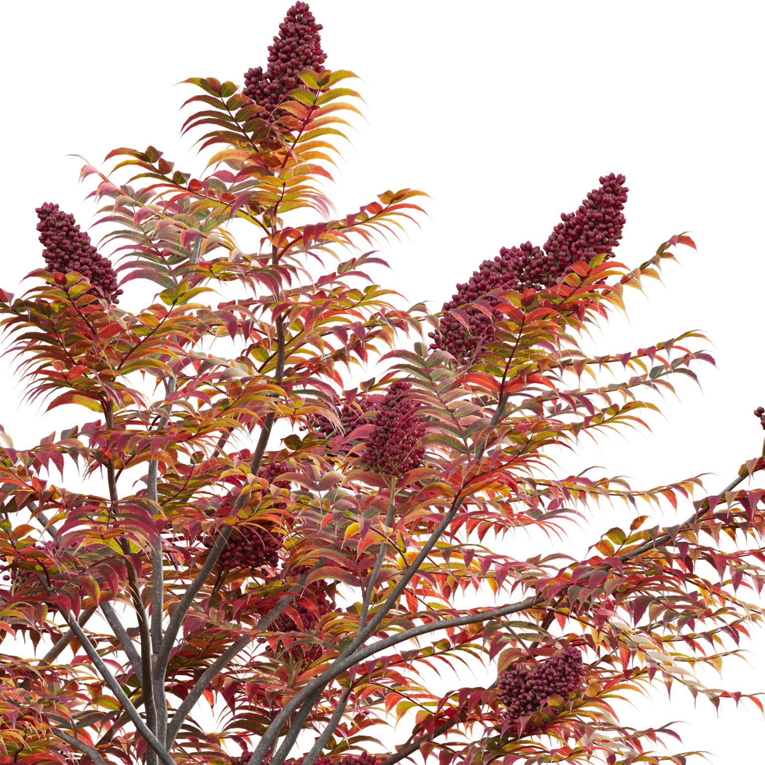 Rhus typhina - Staghorn Sumac 06 (3D Model) - 3DTree
