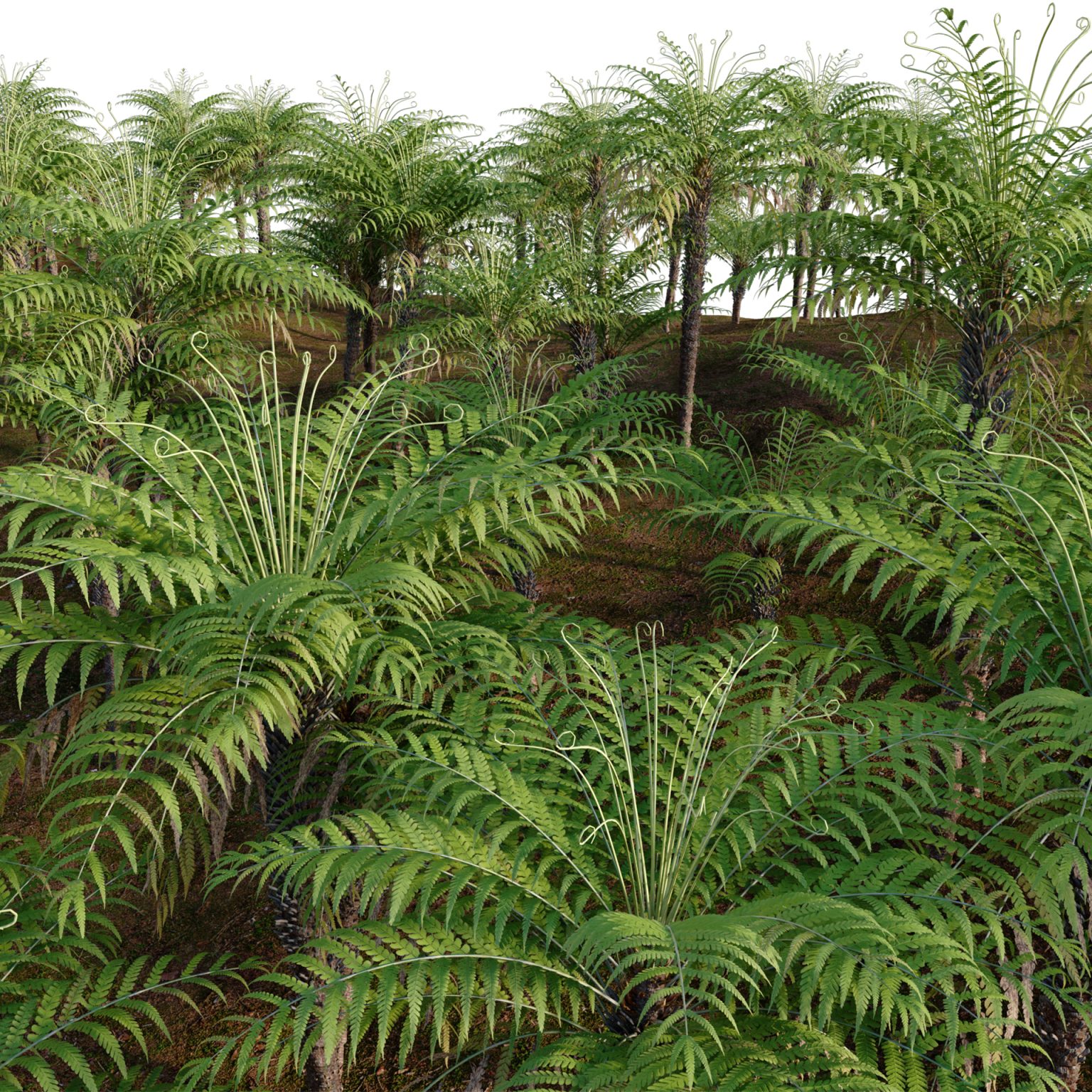 Dicksonia antarctica-Man Fern-Tasmanian Tree Fern (3D Model) - 3DTree