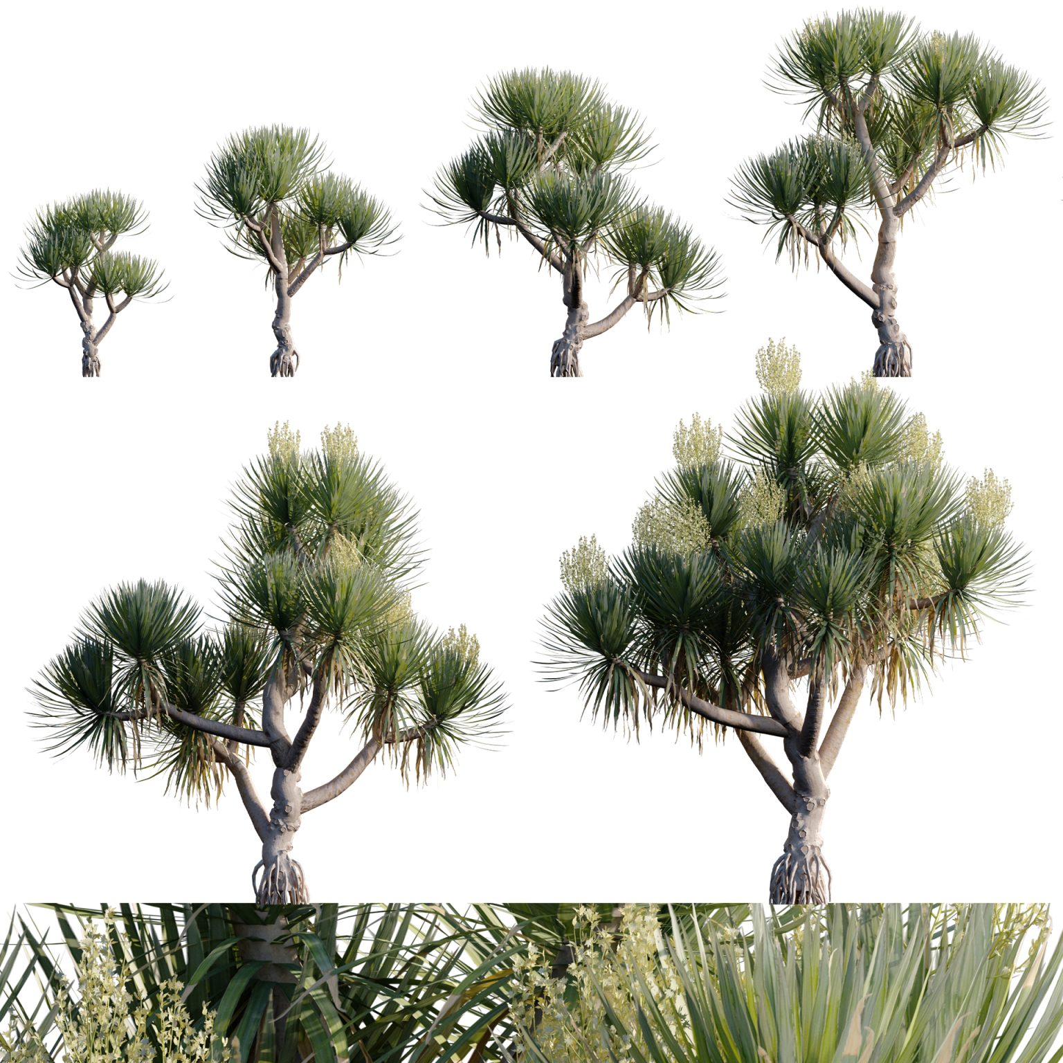 thai Archives - 3DTree