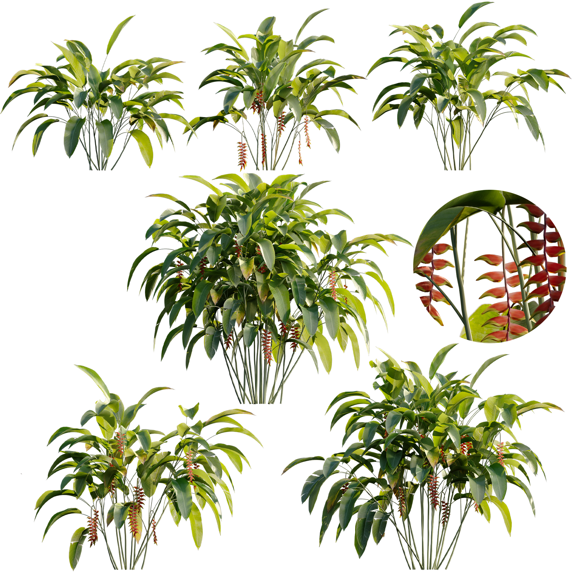 Heliconia rostrata - Lobster Claw (3D Model) - 3DTree