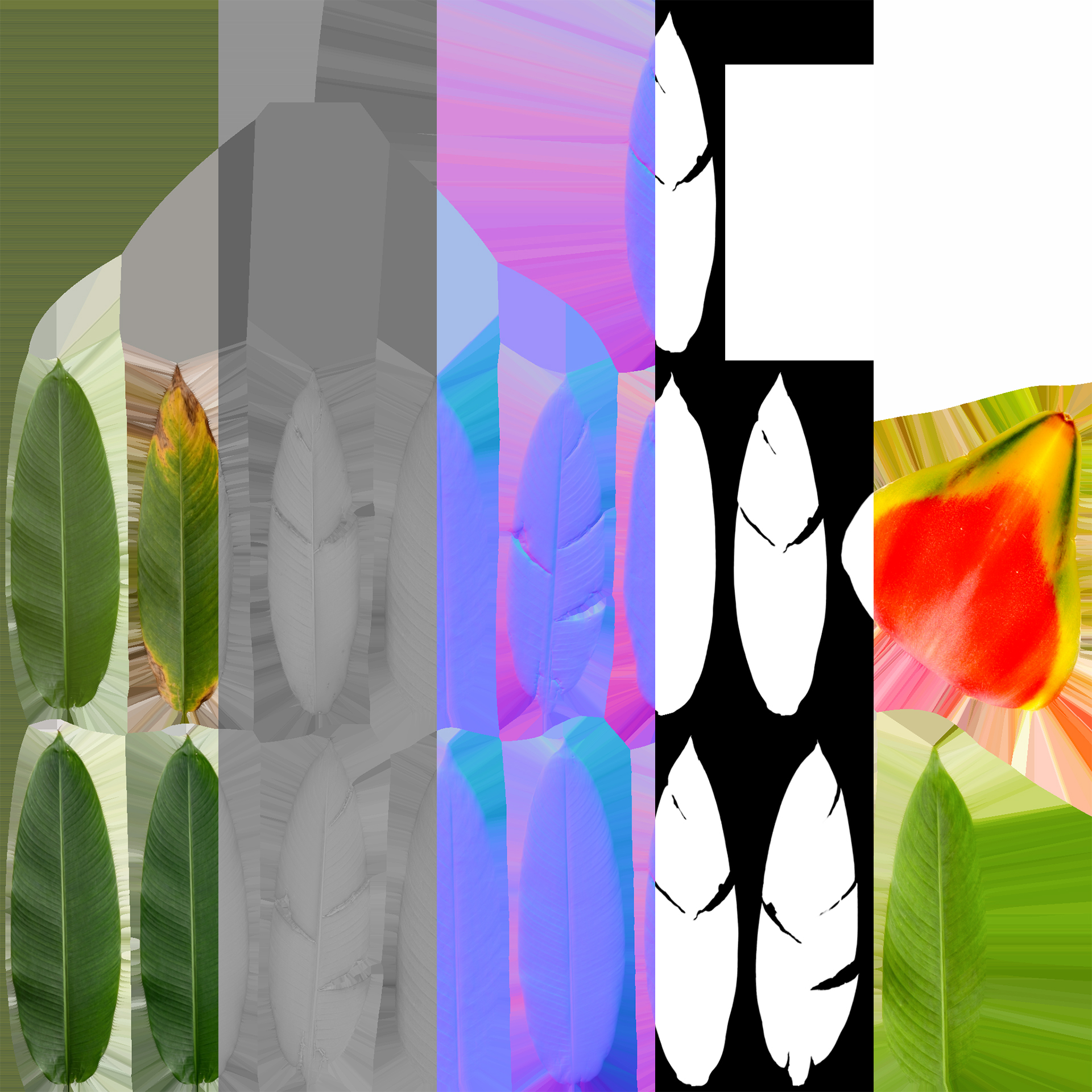 Heliconia rostrata - Lobster Claw (3D Model) - 3DTree