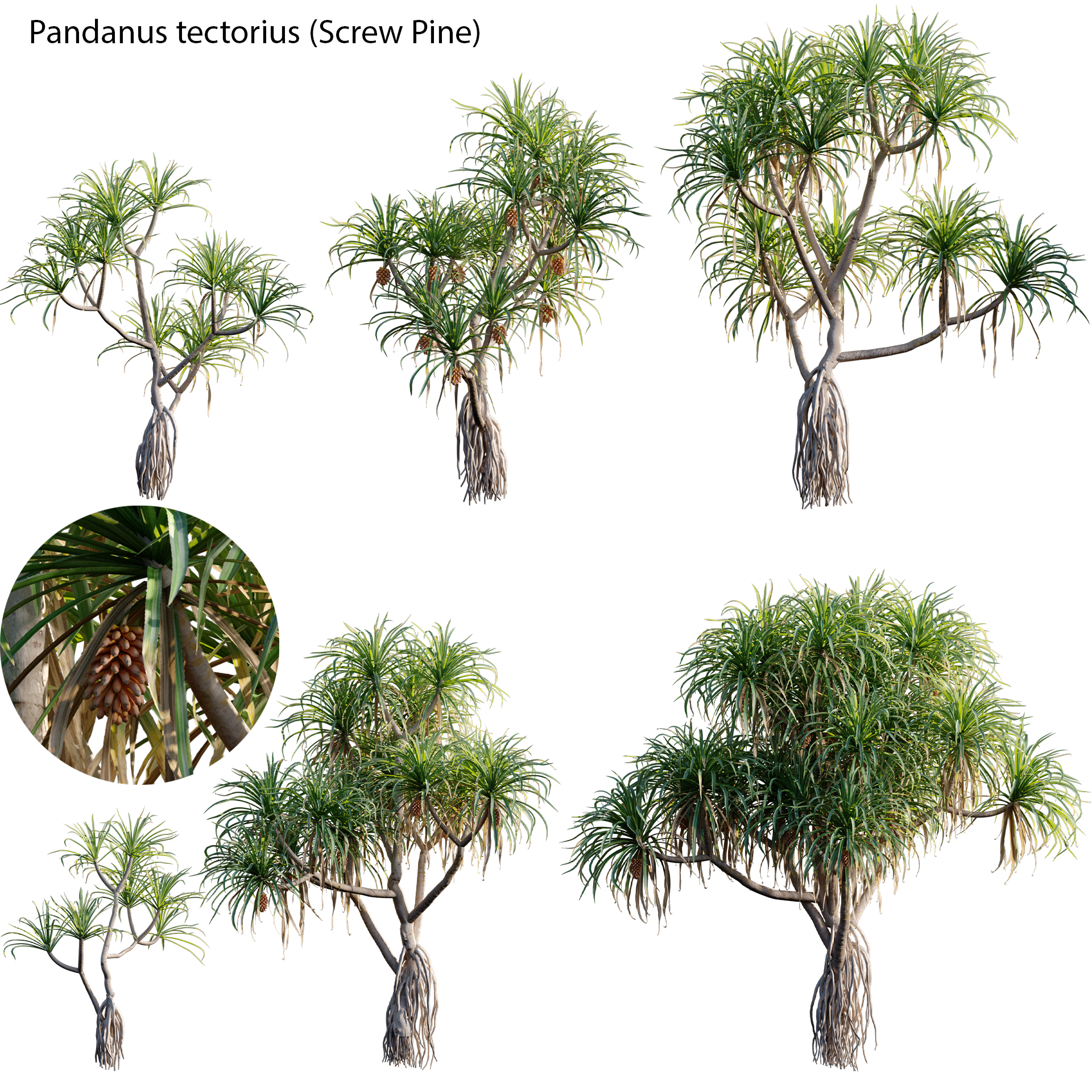Pandanus tectorius - Screw Pine (3D Model) - 3DTree
