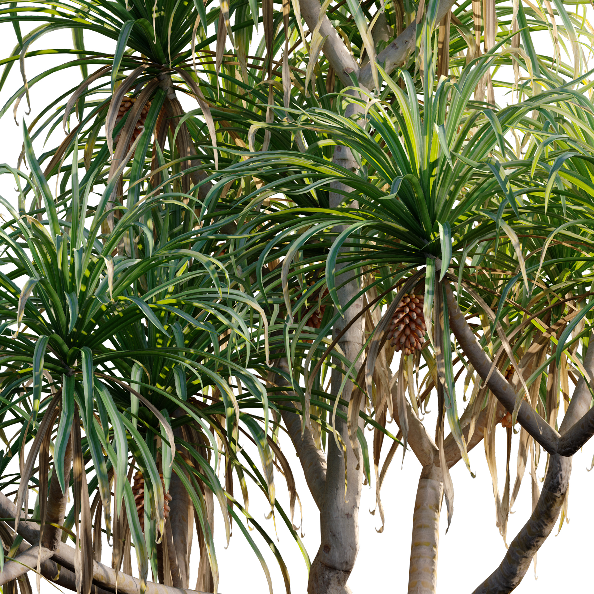 Pandanus tectorius - Screw Pine (3D Model) - 3DTree