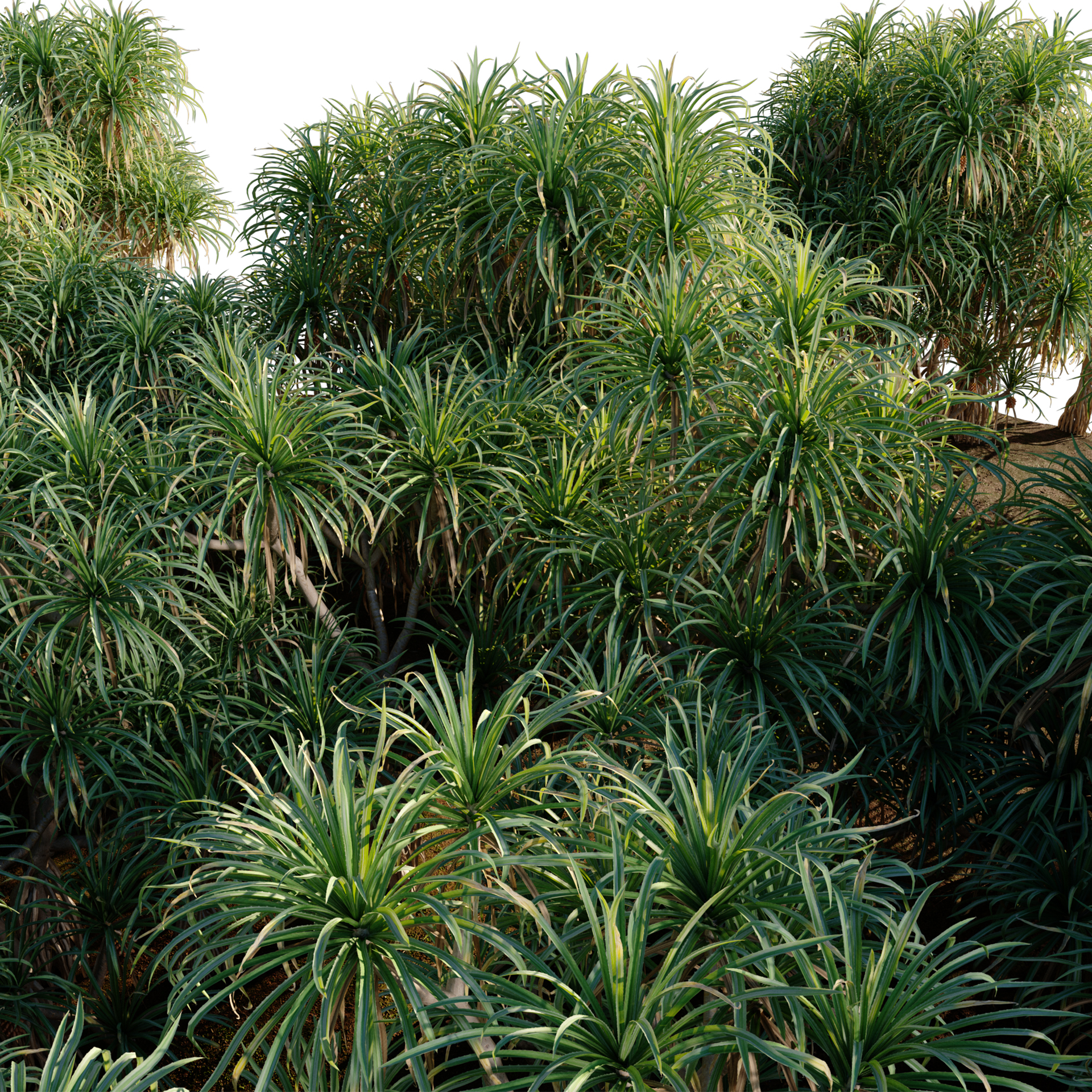Pandanus tectorius - Screw Pine (3D Model) - 3DTree