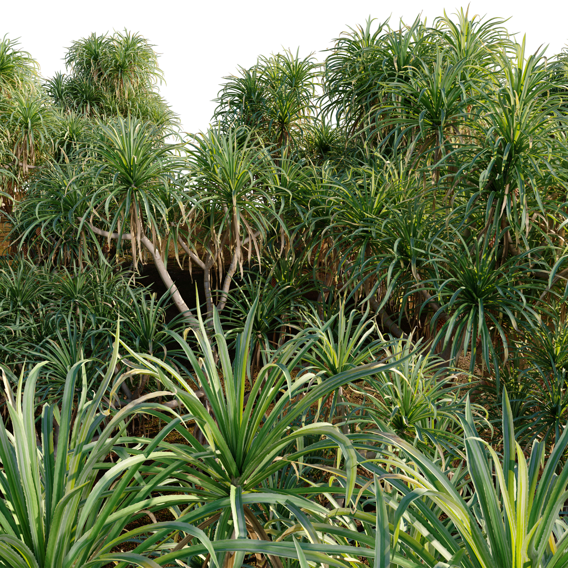 Pandanus tectorius - Screw Pine (3D Model) - 3DTree